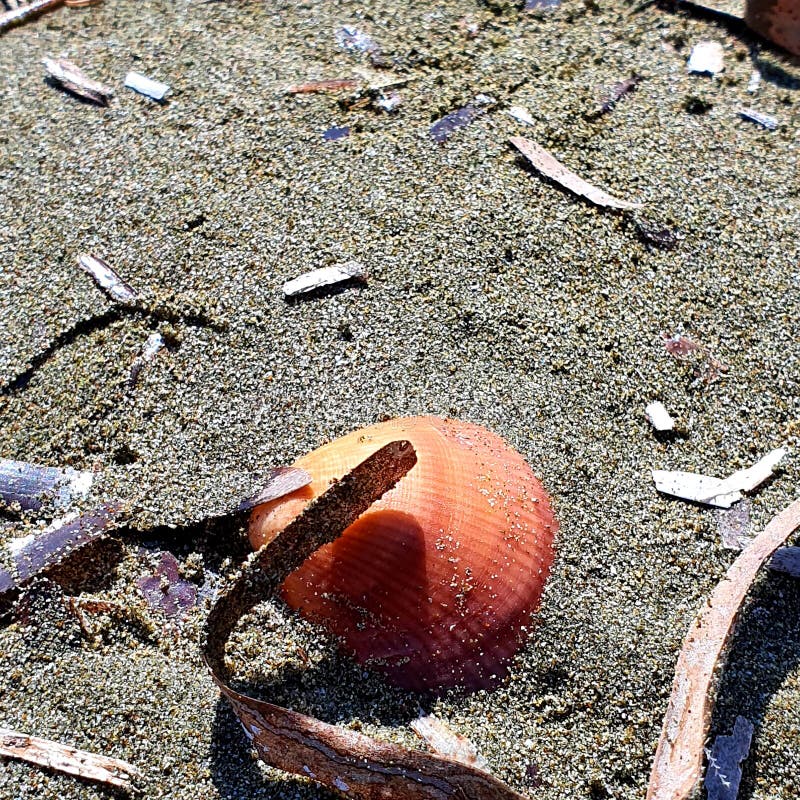 A Red Shell on the Sand of the Beach is Larnaca in Cyprus Republic ...
