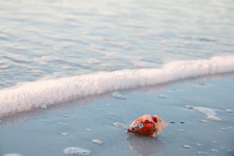 Red Shell Washed Away by a Wave on the Beach Stock Photo - Image of ...