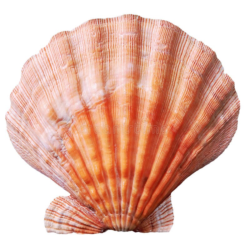 Red Shell On White Background. Stock Image - Image of scallop, mollusk ...