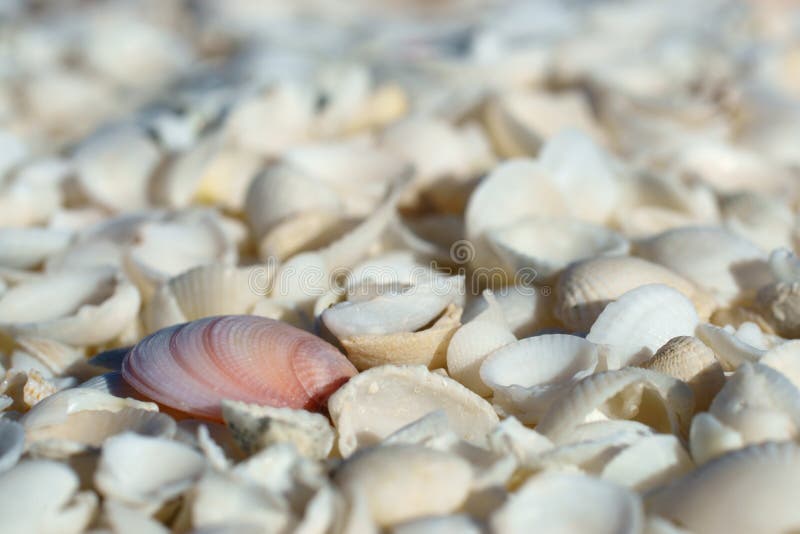 Red shell stock image. Image of littleneck, australia - 76799859