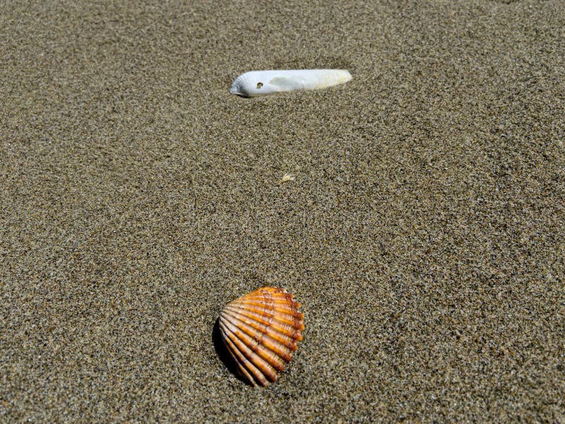 Red Shell and White Shell on the Sand Stock Image - Image of texture ...