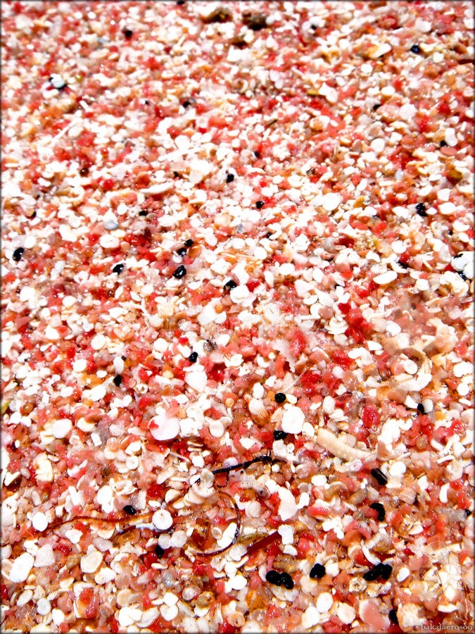 Red Shells Sand on the Beach Stock Photo - Image of cobblestone, crete ...