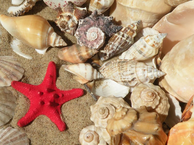 Red shells star 库存照片. 图片 包括有 星形, 抽象, 多种, 发送, 野生生物, 背包徒步旅行者 - 11066354