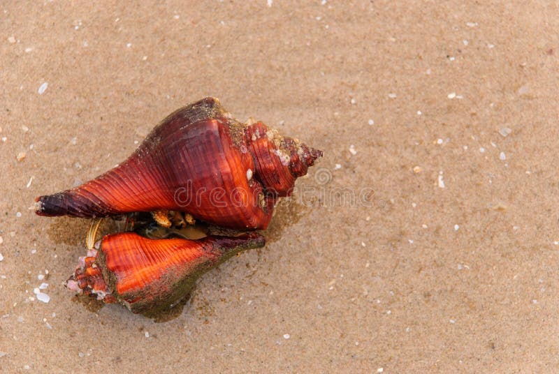 The red shells stock photo. Image of claw, crab, crustacean - 34531062