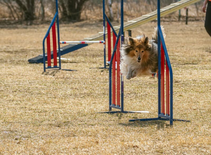 Red Sheltie Taking Part in an Agility Competition Stock Photo - Image ...