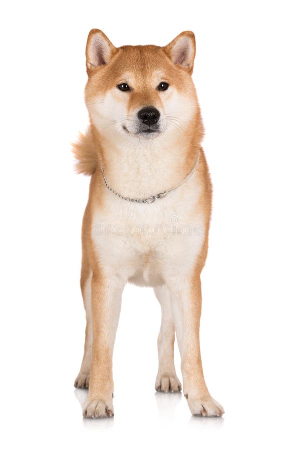 Red shiba inu dog stock image. Image of pedigree, domestic - 38161703