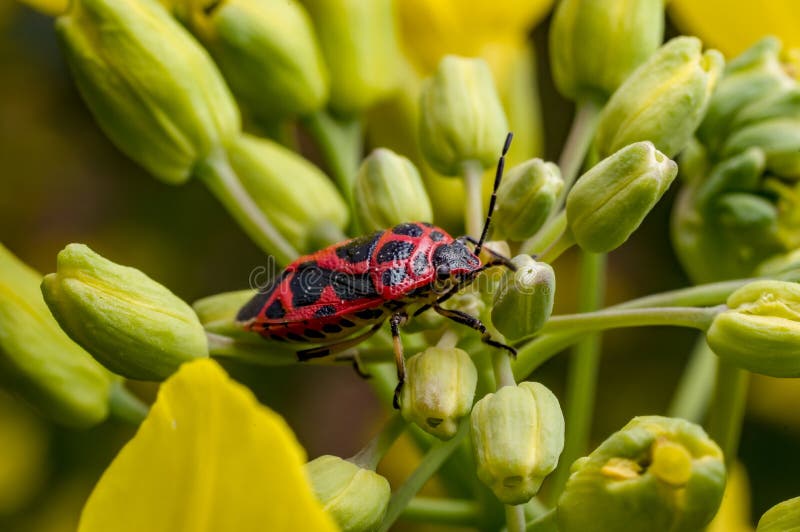Red Cabbage Bug or Shield Bug Stock Image - Image of entomology ...