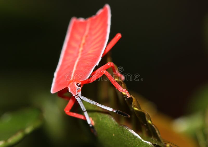 Red shield bug stock photo. Image of insect, arachnid - 69552614