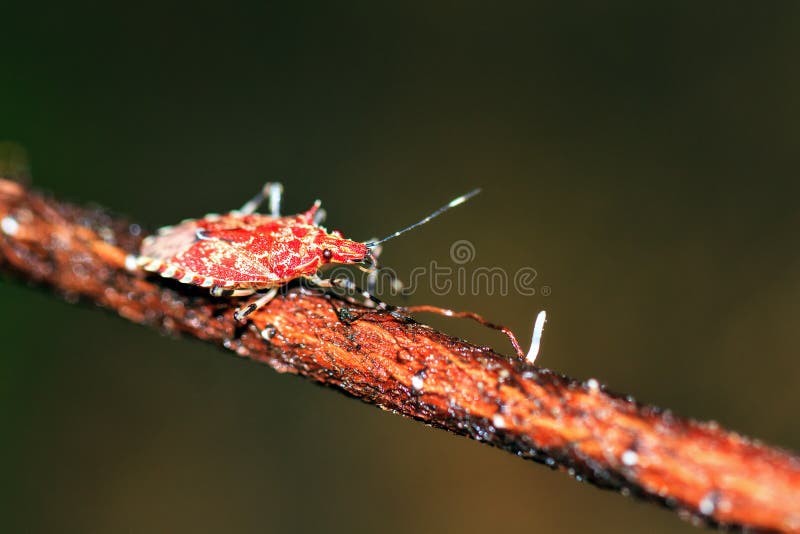 The Lowland Streaked Tenrec Stock Image - Image of jungle, rainforest ...
