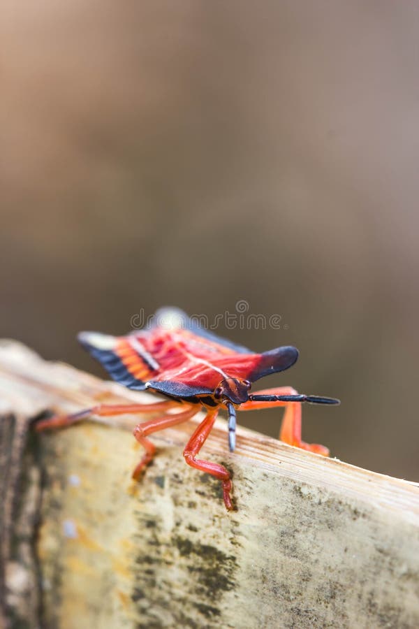 Red Shield Bug on Nature Background Stock Image - Image of coitus ...