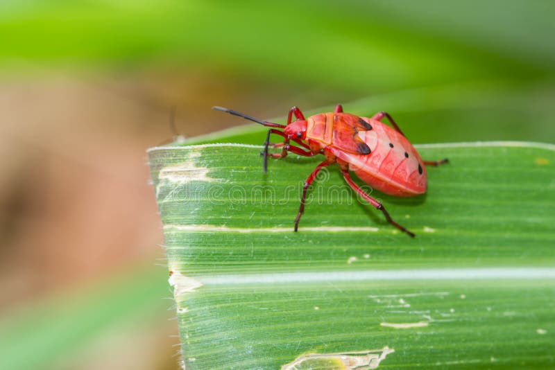 Red Shield Bug on Nature Background Stock Photo - Image of macro ...