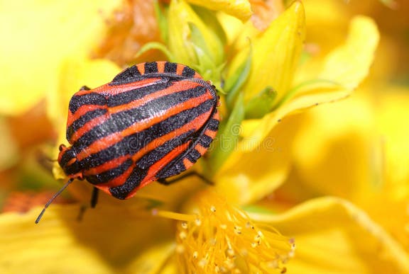 The red Shieldbug. stock photo. Image of details, europe - 15009244