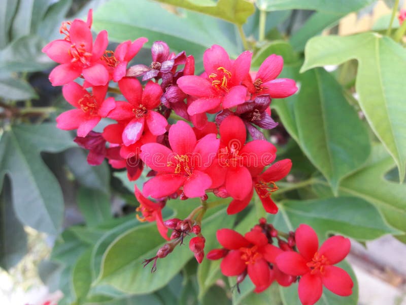 Red Shining Jatropha Integerrima Stock Photo - Image of flower ...
