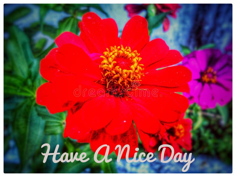 Red Shining Morning Flower stock photo. Image of flower - 174911522