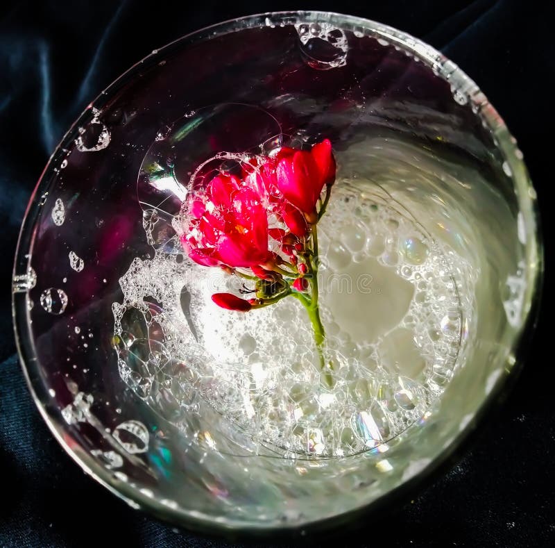 Red Shiny Bright Perigrina Flowers in Froth Stock Image - Image of ...