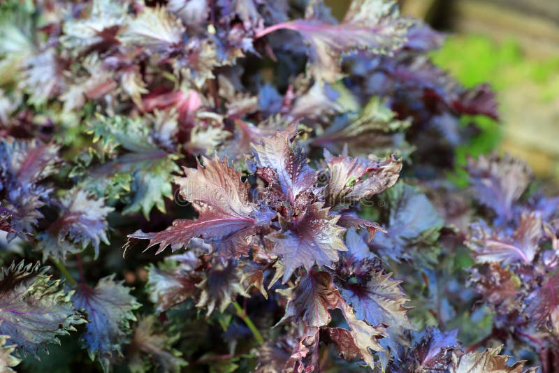 Red Shiso stock image. Image of shiso, plant, herb, perilla - 74493923