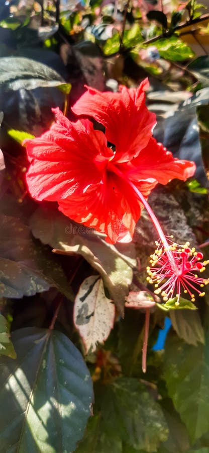 Red Shoe Flower stock image. Image of wildflower, flower - 191816997