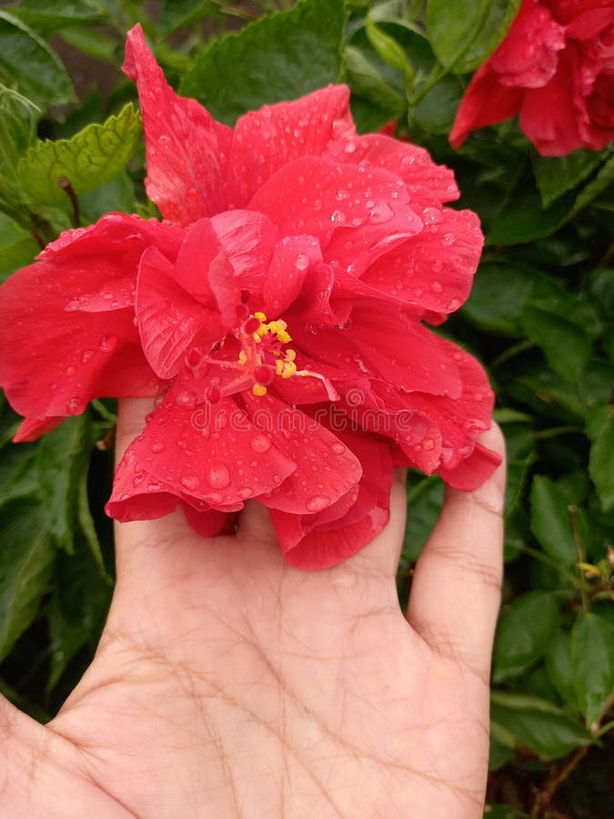 Shoe-Flowers (miniatures) Series Stock Image - Image of sequins, pink ...