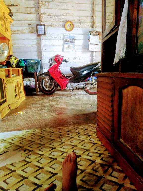 A Red Shogun in House stock photo. Image of culky, inhouse - 222592964