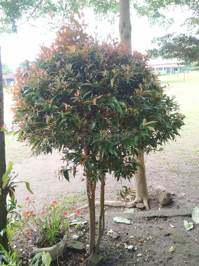 Red Shoot Flowers Stand Tall in the Yard Stock Photo - Image of food ...