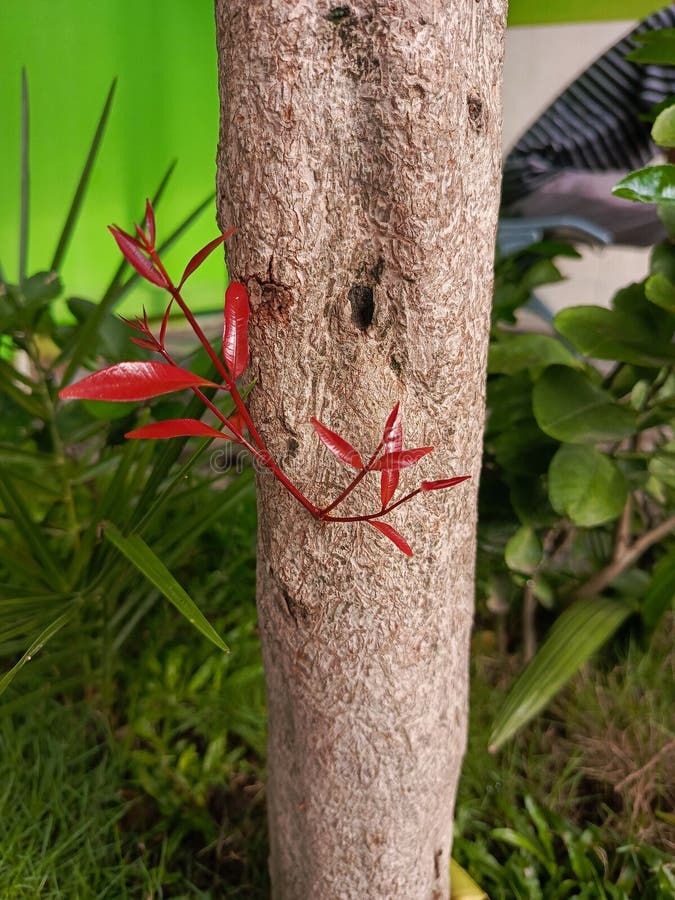 Red Shoot Leaves Coming Out of the Brown Tree Stock Photo - Image of ...