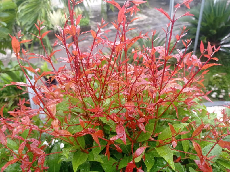 Red Shoot Leaves after Rain in the Afternoon Stock Photo - Image of ...