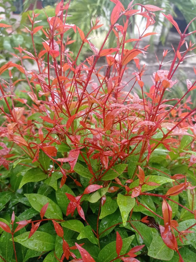 Red Shoot Leaves after Rain in the Afternoon Stock Image - Image of ...