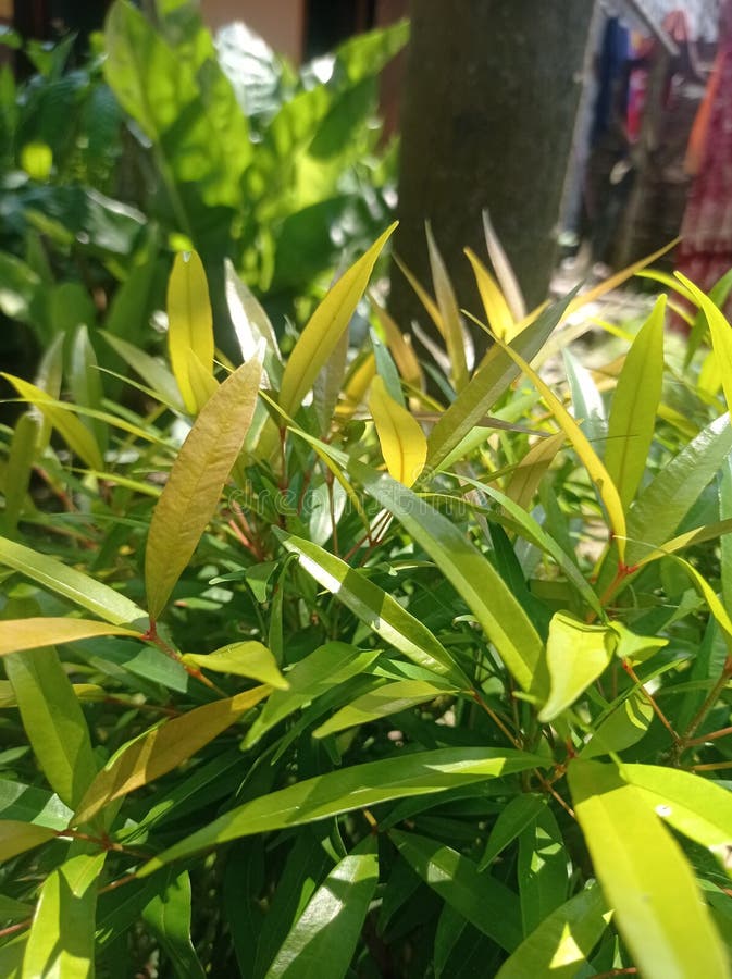 Red Shoot Leaves Visible from Above Stock Photo - Image of shoot ...