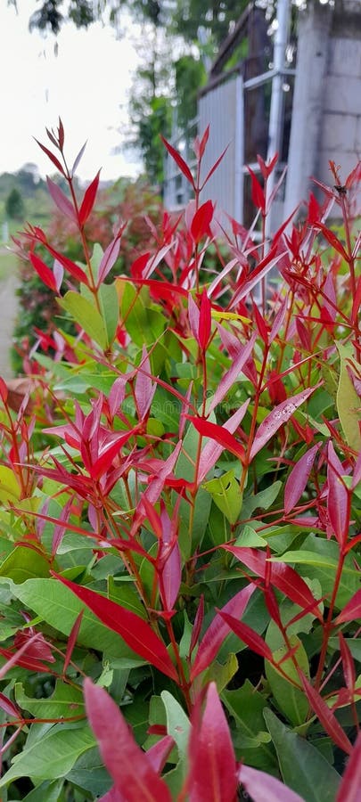 Red Shoot Ornamental Plants in Front of the House Stock Image - Image ...