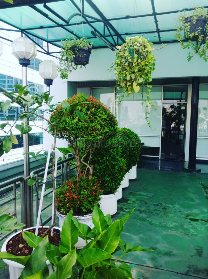 Red Shoot Ornamental Plants Suitable for Hedges Stock Image - Image of ...