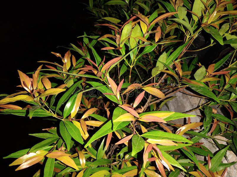 Red shoot plant stock photo. Image of plant, grass, leaf - 222173346