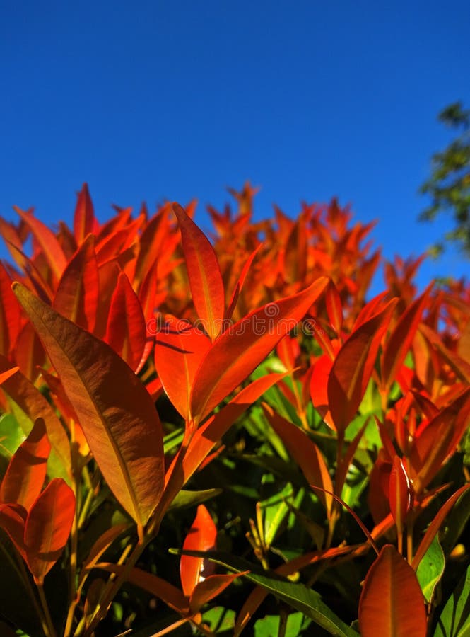 Red shoot plant stock photo. Image of natural, plant - 359532362
