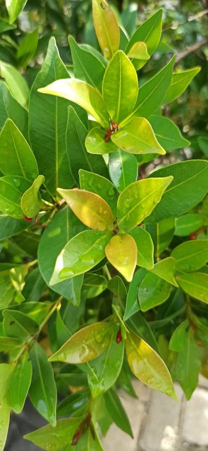 Red shoot tree stock image. Image of tree, evergreen - 233425553