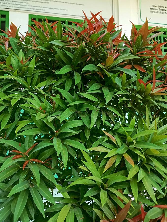 Red shoot tree stock image. Image of garden, herb, produce - 328188415