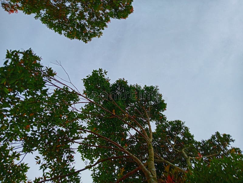 Red Shoot Tree from Bottom-up Perspective Stock Photo - Image of flower ...