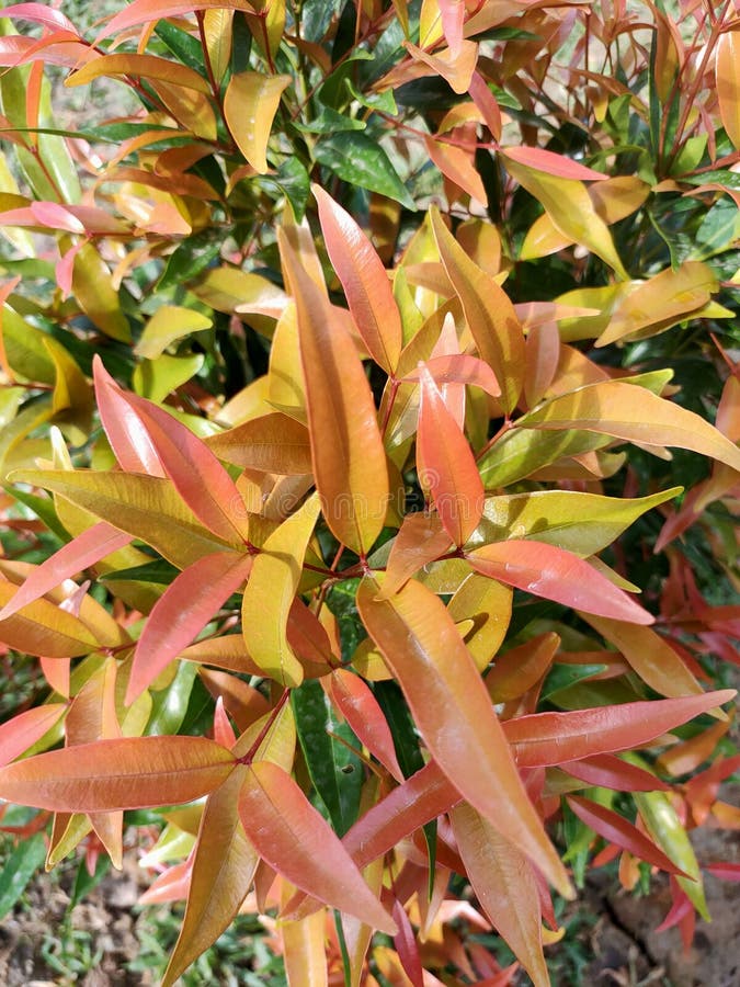 A Red Shoot Tree that Has Just Changeed the Color of Its Leaf Pattern ...