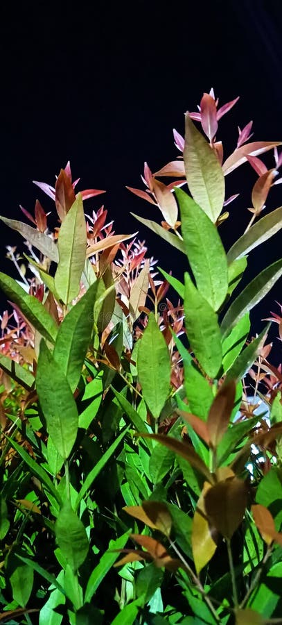 The Red Shoot Tree is One of the Tree Plants that is Identical To the ...