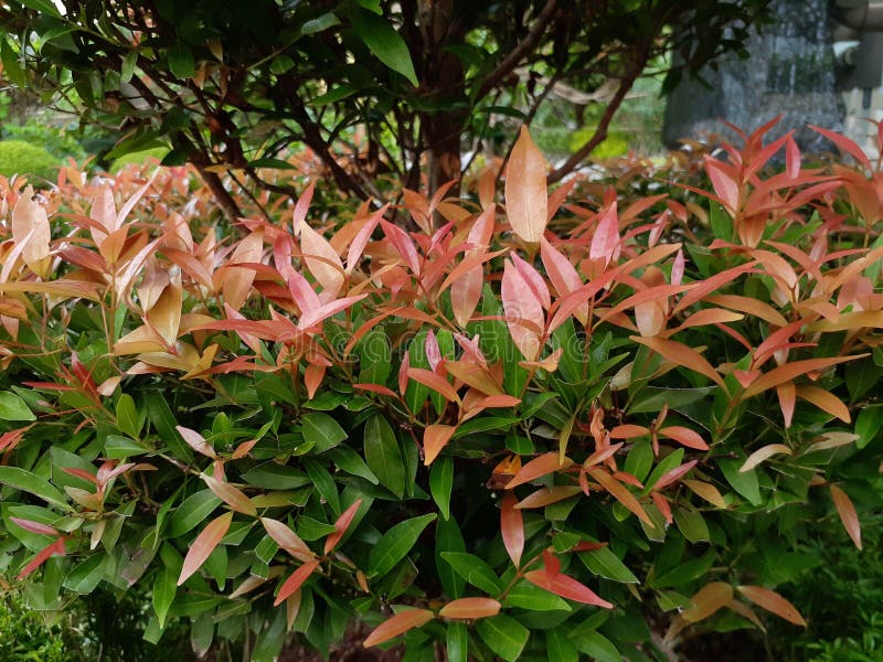 Red Shoot Tree with Perfect Red Stock Photo - Image of leaf, jungle ...