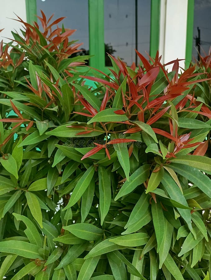 Red shoot tree stock photo. Image of produce, leaf, jungle - 328188408