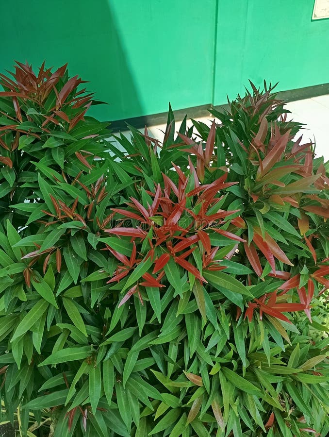 Red shoot tree stock photo. Image of food, spruce, leaf - 328188410