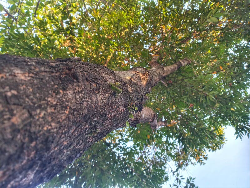 Red Shoot Tree Trunk with Dense Leaves Stock Photo - Image of tree ...