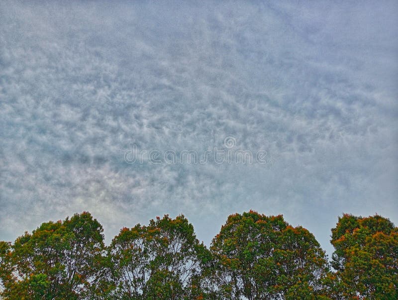 Red Shoot Trees are Suitable for Home Gardens Stock Image - Image of ...