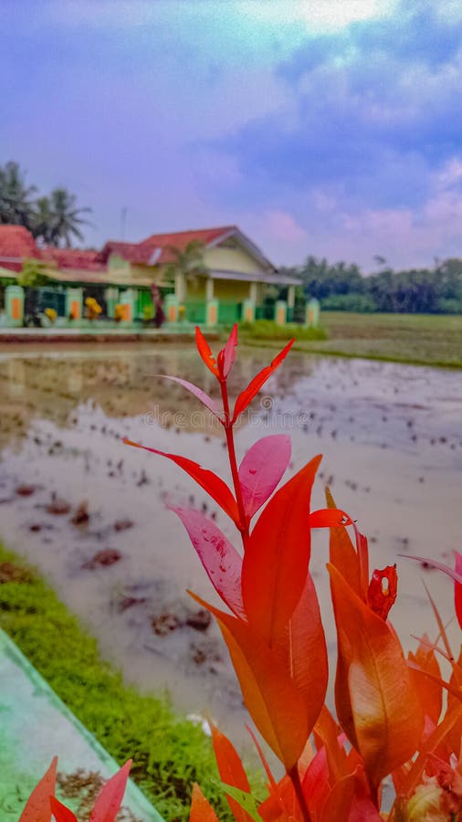 Red Shoots on the Edge of Rice Fields Stock Photo - Image of rice ...