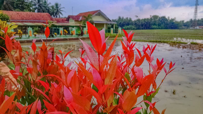 Red Shoots on the Edge of Rice Fields Stock Photo - Image of garden ...