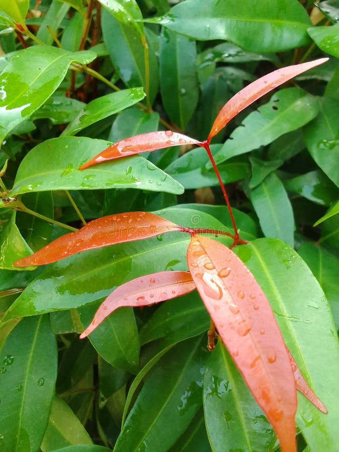 Red shoots in the garden stock photo. Image of tree - 252141040