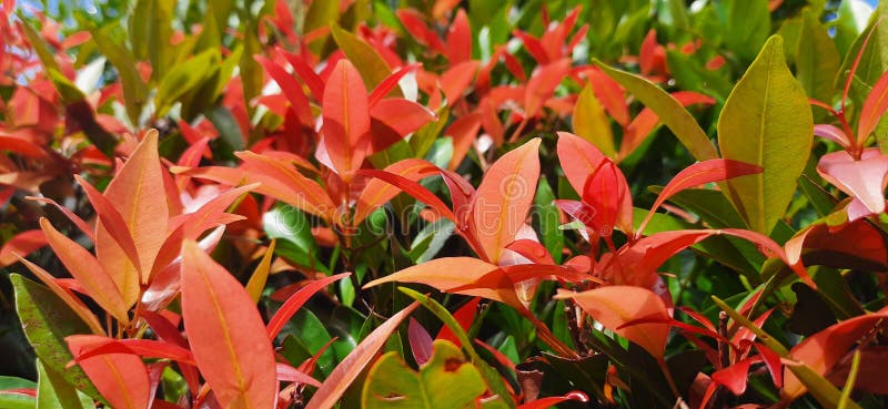 Red shoots in the morning stock photo. Image of branch - 246560950