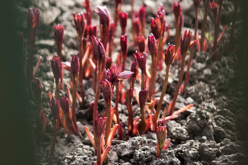 Red Shoots Grow in Dry Land Stock Image - Image of germinate, spring ...