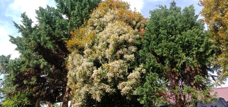 Red Shoots Tree Flowering Season. Stock Photo - Image of food, park ...