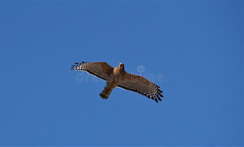 Red Shoulder Hawk in Flight. Stock Photo - Image of texas, blue: 269132444