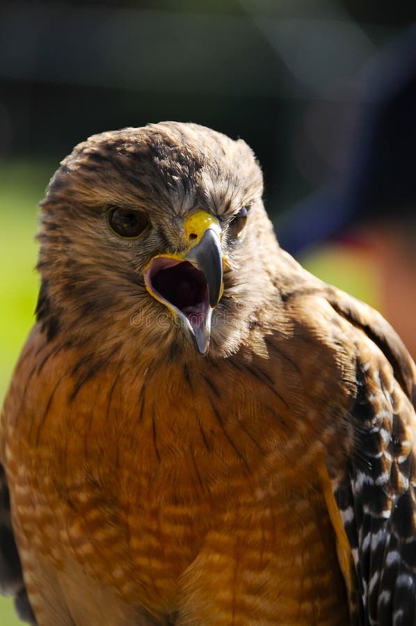 Red Shoulder Hawk stock photo. Image of lineatus, shoulder - 52477758